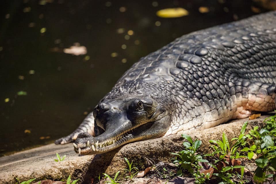 8 animaux terrifiants mais qui sont en réalité inoffensifs – OhChouette!